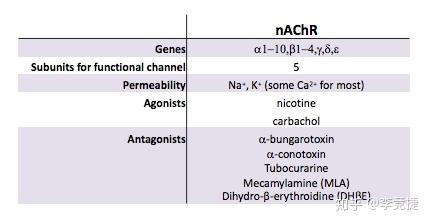 Postsynaptic Transmission 突触后传递 - 知乎