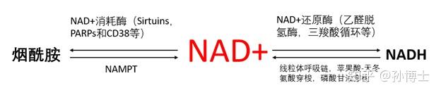 NAD+的内循环比补充NAD+更重要（二） - 知乎