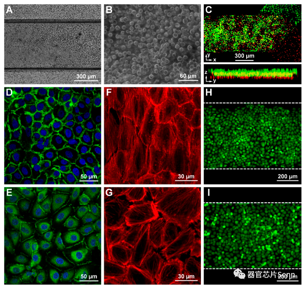 【器官芯片】基于肺泡芯片研究环境污染物引起的肺部炎症和损伤 - 知乎