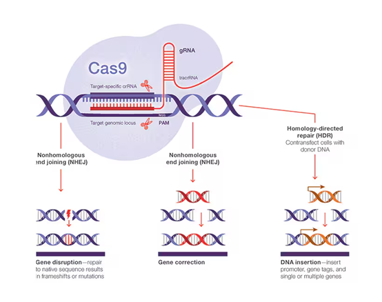 CRISPR-Cas9技术原理及基因编辑实验成功秘诀 - 知乎