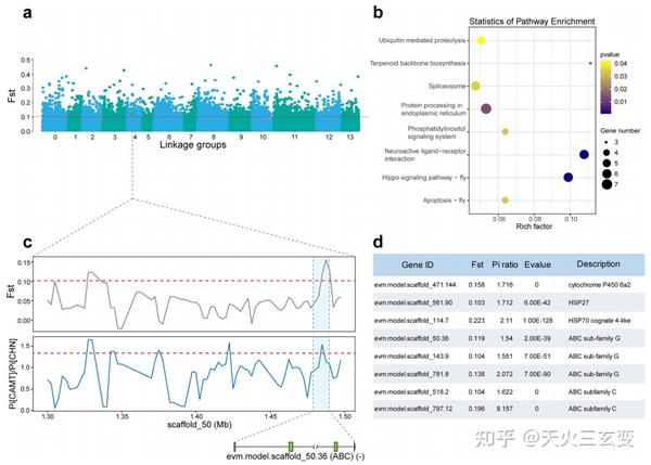Chromosome-level genome assembly （Dendroctonus valens） - 知乎