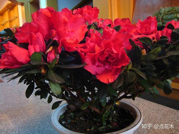 杜鹃花花期养护技巧 - 知乎