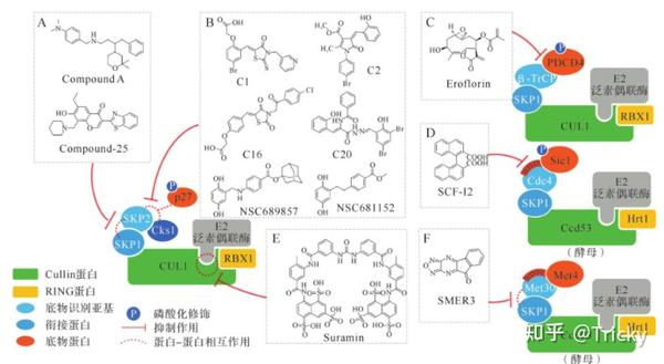 PROTAC分子靶向修饰CRBN配体/PROTAC小分子连接CRL E3泛素 - 知乎