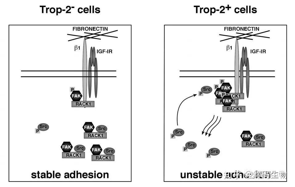 肿瘤免疫靶点 | TROP2 - 知乎