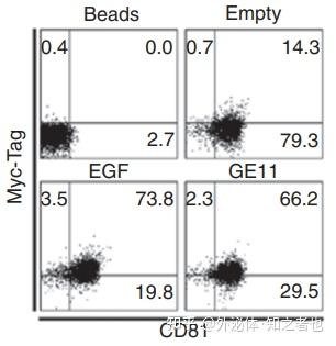 GE11让肿瘤庇护神EGFR无可遁形 - 知乎