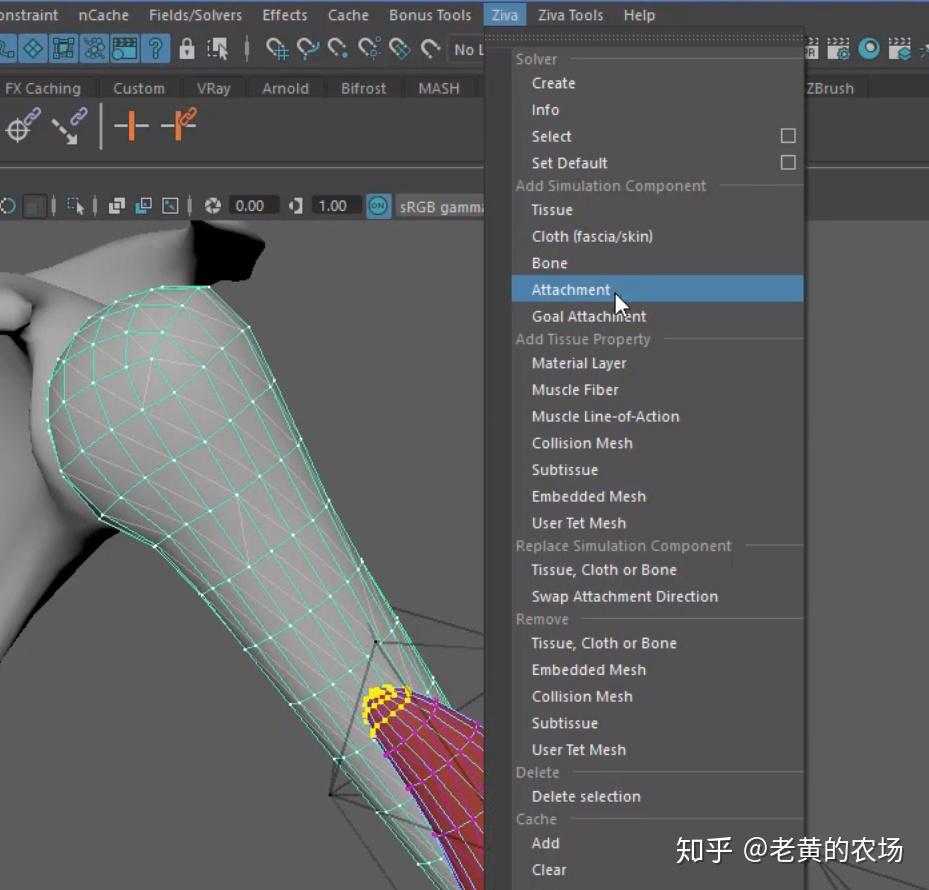 Maya-Ziva 肌肉插件学习笔记 - 知乎