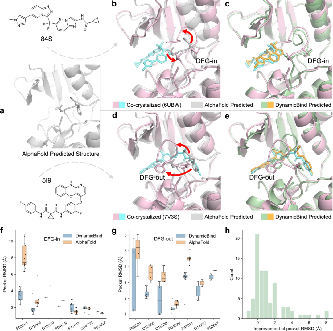 Nat.Commun. | DynamicBind:基于几何深度学习的动态复合物结构预测模型 - 知乎