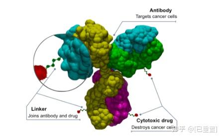 MC-Val-Cit-PAB-PNP/Phe-Lys(Trt)-PAB/Fmoc-Phe-Lys(Trt)-PAB三个ADC抗体药物偶联物的 ...