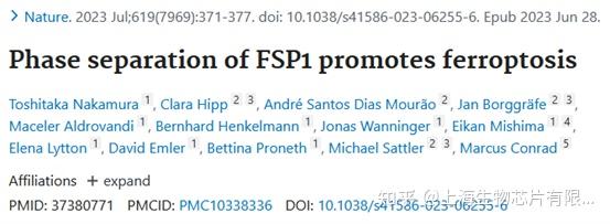 激光共聚焦显微镜助力肿瘤抑制剂研究——Phase separation of FSP1 promotes ferroptosis - 知乎