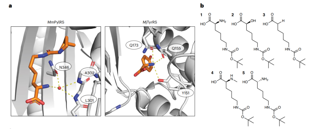 突破性发现！PylRS识别非α氨基酸，揭秘蛋白质合成新机制 - 知乎
