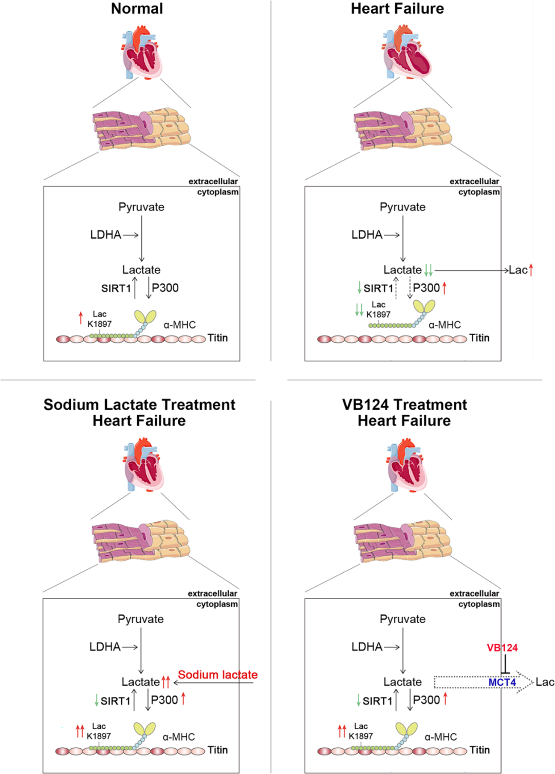 Cell Res | 乳酸化修饰组学揭示心力衰竭新机制及潜在治疗靶点 - 知乎