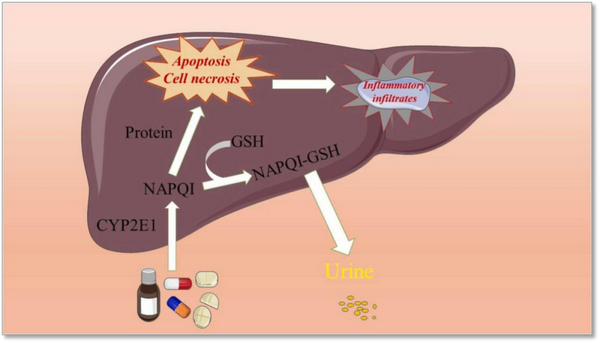 Pharmacol Res 综述 | 徐涛/周焕团队聚焦天然产物治疗药物性肝损伤的研究进展、作用机制、减毒方法 - 知乎