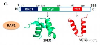 【文献翻译】端粒维持核蛋白Cst/Shelterin复合体的结构特征及其与疾病突变的关系 - 知乎