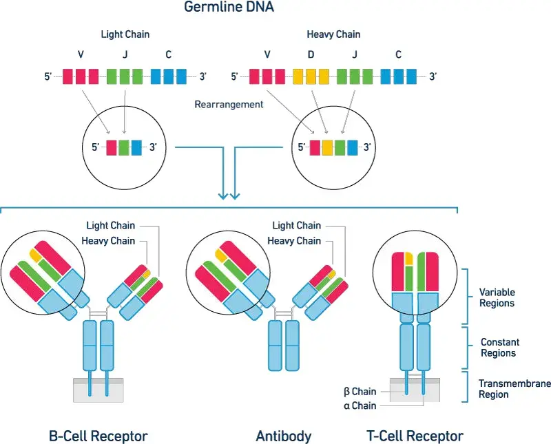 TCR/BCR-seq：免疫组库测序，解锁免疫密码，赋能精准医疗 - 知乎