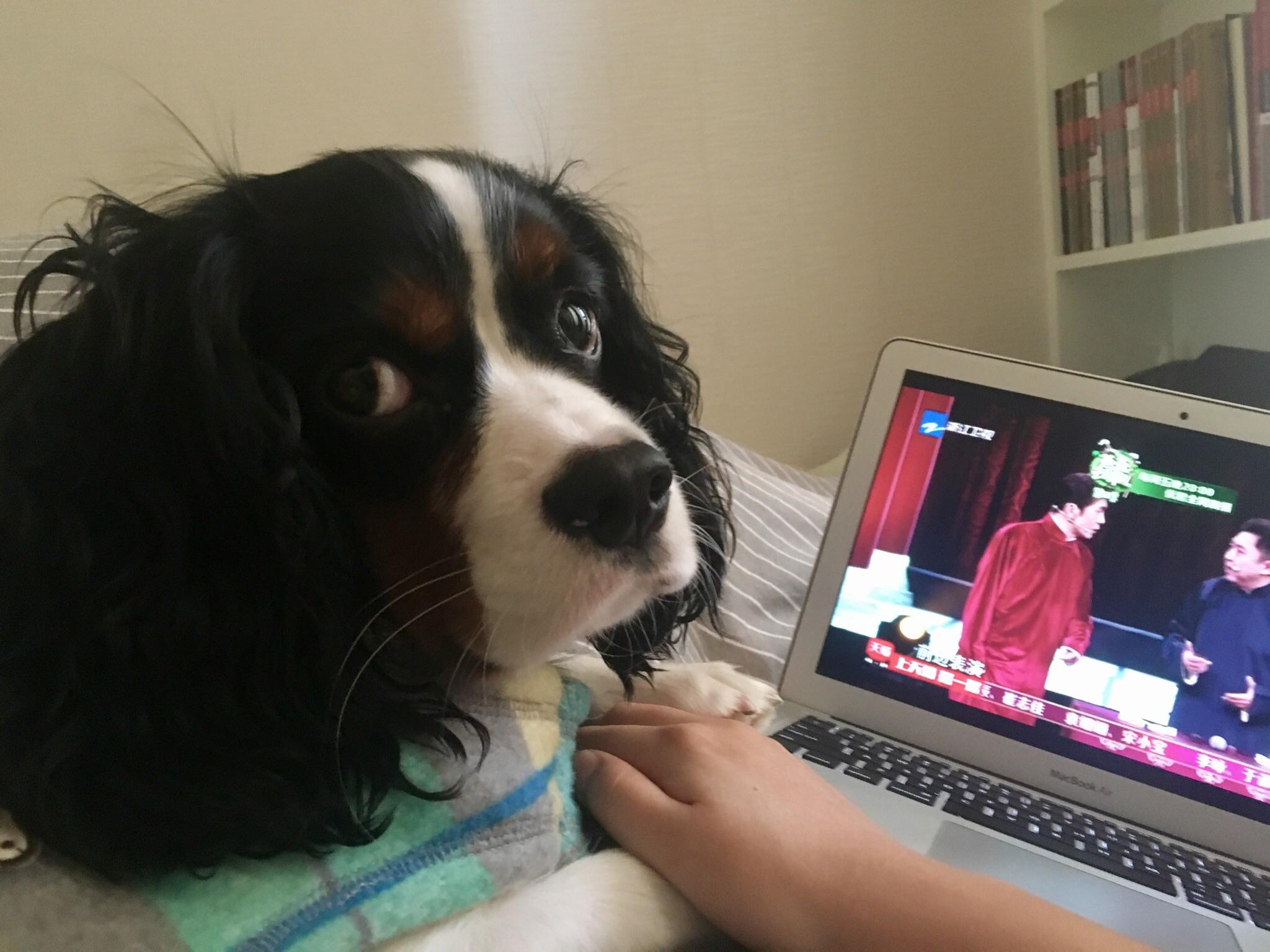 养骑士查理王小猎犬是什么体验? - 知乎