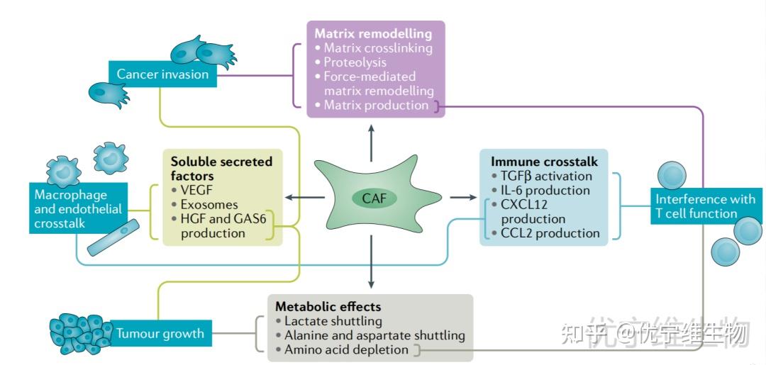 【罗工流式秘籍76】快速了解肿瘤相关成纤维细胞（CAFs） - 知乎