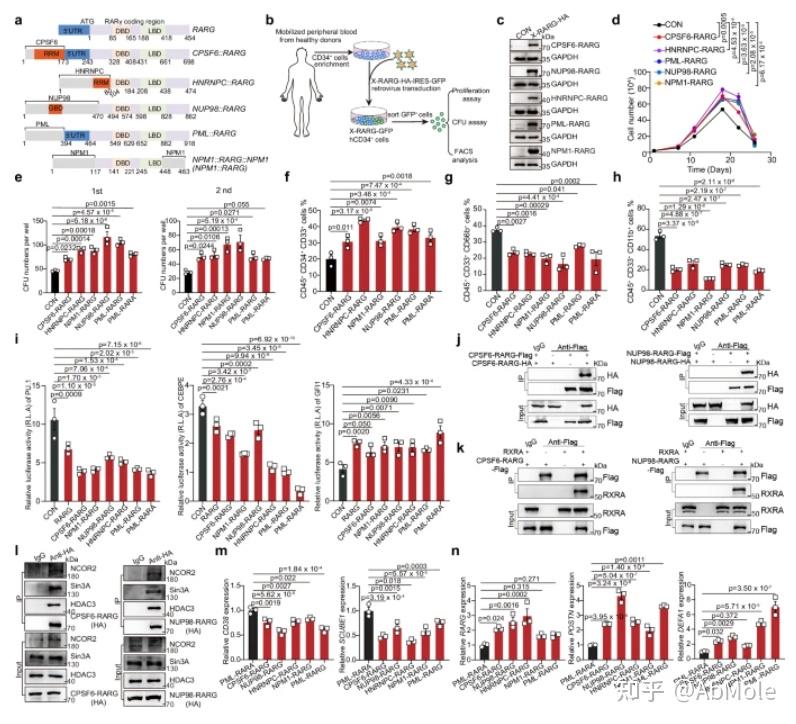AbMole| RARG重排在类似急性早幼粒细胞白血病的急性髓系白血病中的致癌作用 - 知乎