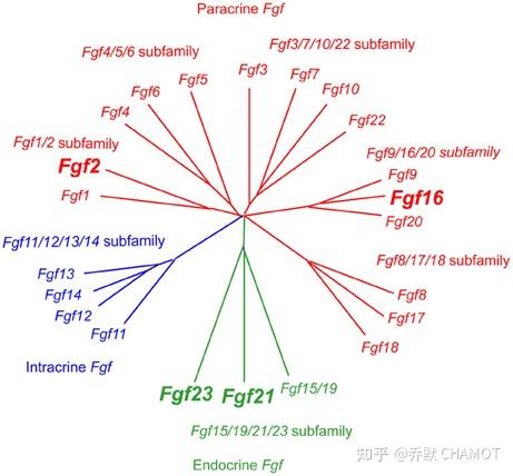 关于成纤维生长因子之bFGF - 知乎