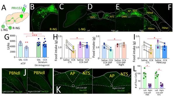 【文献解读】Cell丨脑肠轴如何调控奖赏系统？ - 知乎