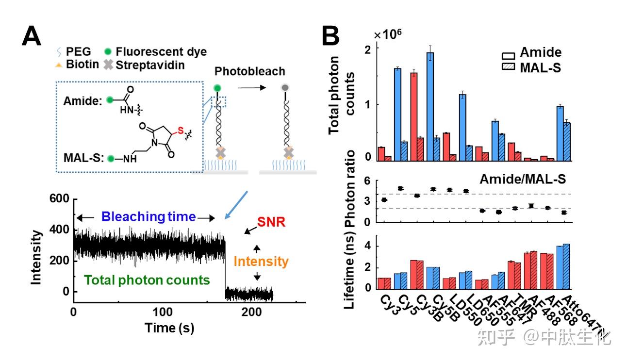 J. Am. Chem. Soc.：开发染料抗光漂白巯基标记新策略 - 知乎