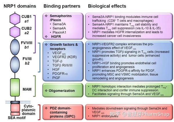 全球新药数据 | 带你全面了解靶点NRP1 - 知乎