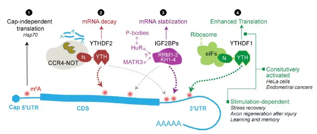 『珍藏版』Mol Cell综述 | m6A背景依赖性功能的实现 - 知乎