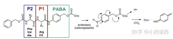 收藏！ADC全景概况（payload，linker，conjugate和Endocytosis） - 知乎
