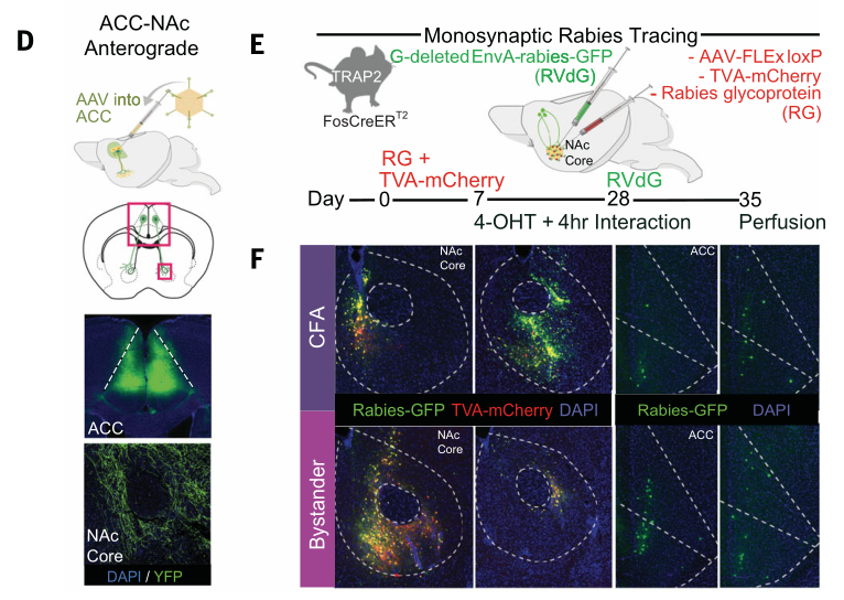 看到别人受伤，为什么自己也会感觉到疼痛？《文献解读》前扣带回到伏隔核的神经环路调节疼痛和镇痛的社交传递 - 知乎
