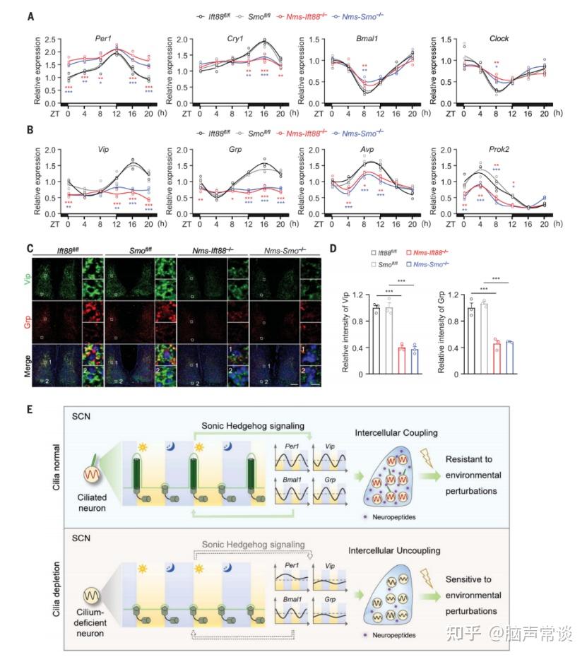 Science | 生物钟研究新进展！军事医学研究院李慧艳和张学敏团队发现大脑SCN神经元的初级纤毛是调控机体节律的细胞器 - 知乎