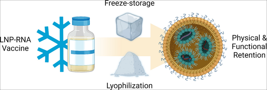 【耀文解读】mRNA制剂篇：自复制mRNA-LNP的缓冲液和冻干工艺优化 - 知乎