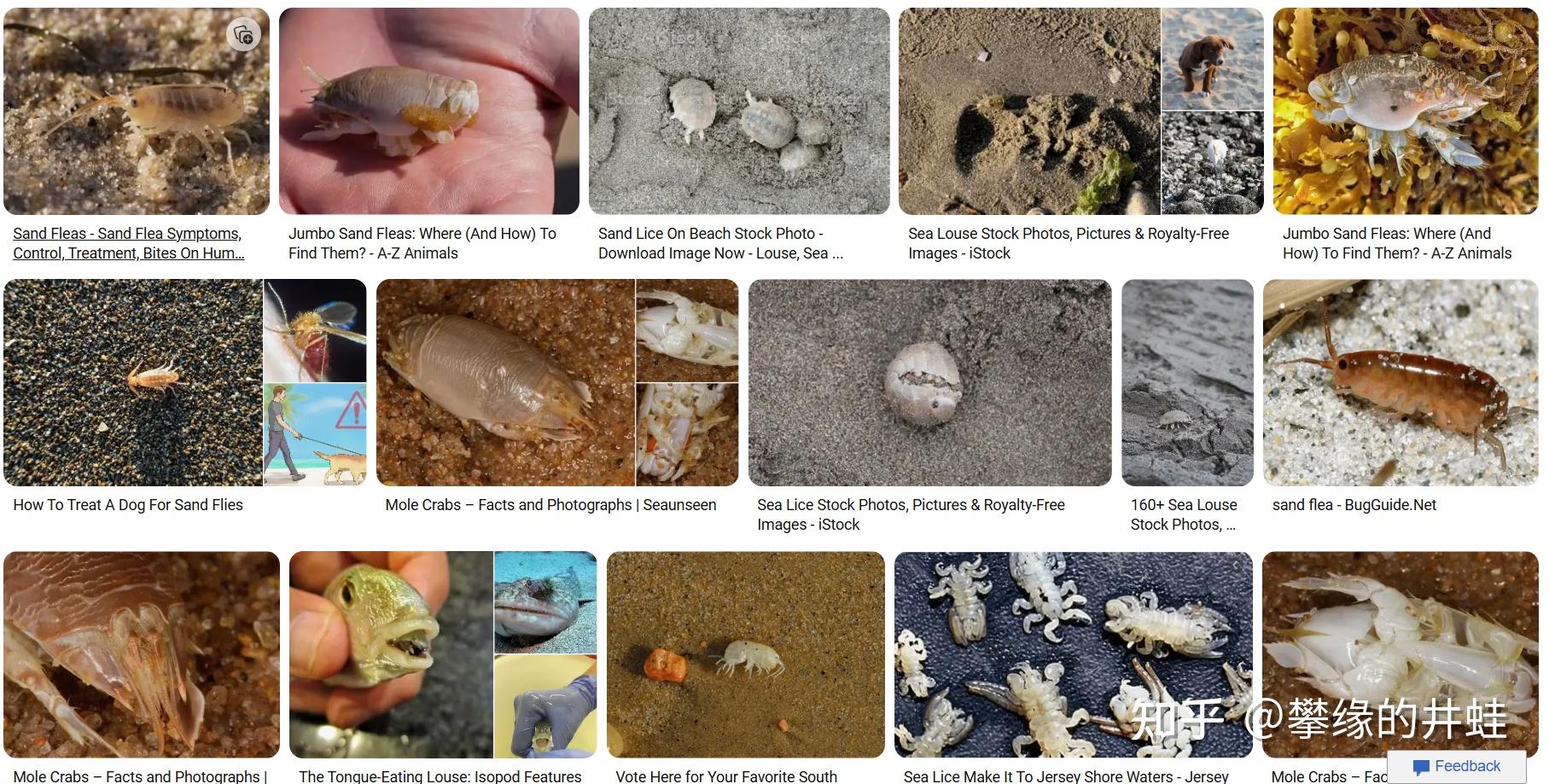沙虱危害大吗？ - 知乎