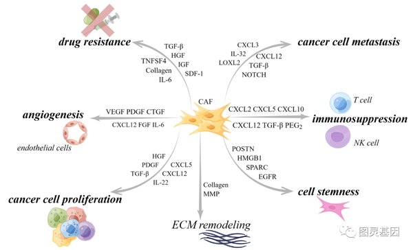 Mol Can | 癌症相关成纤维细胞(CAFs)在癌症免疫疗法中的新机遇和临床试验进展 - 知乎