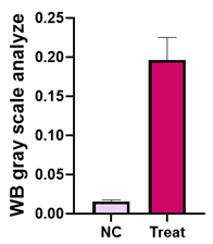 纯干货Western blot （WB）条带灰度统计与GraphPad作图 - 知乎