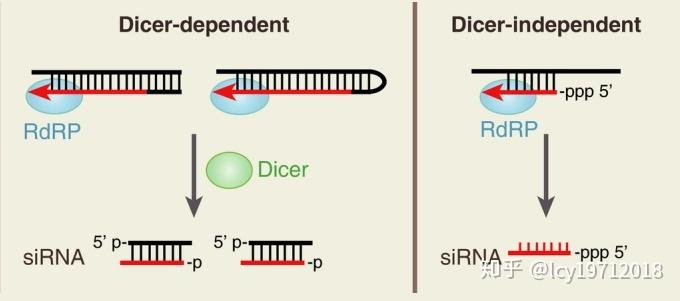 RNA的复制与RNA复制酶 - 知乎