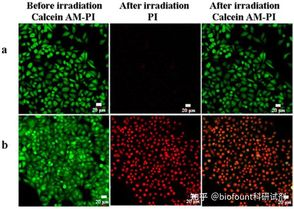 Calcein AM；细胞可透过性染料 - 知乎
