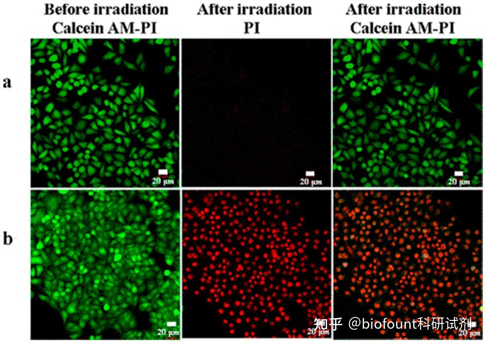 Calcein AM；细胞可透过性染料 - 知乎