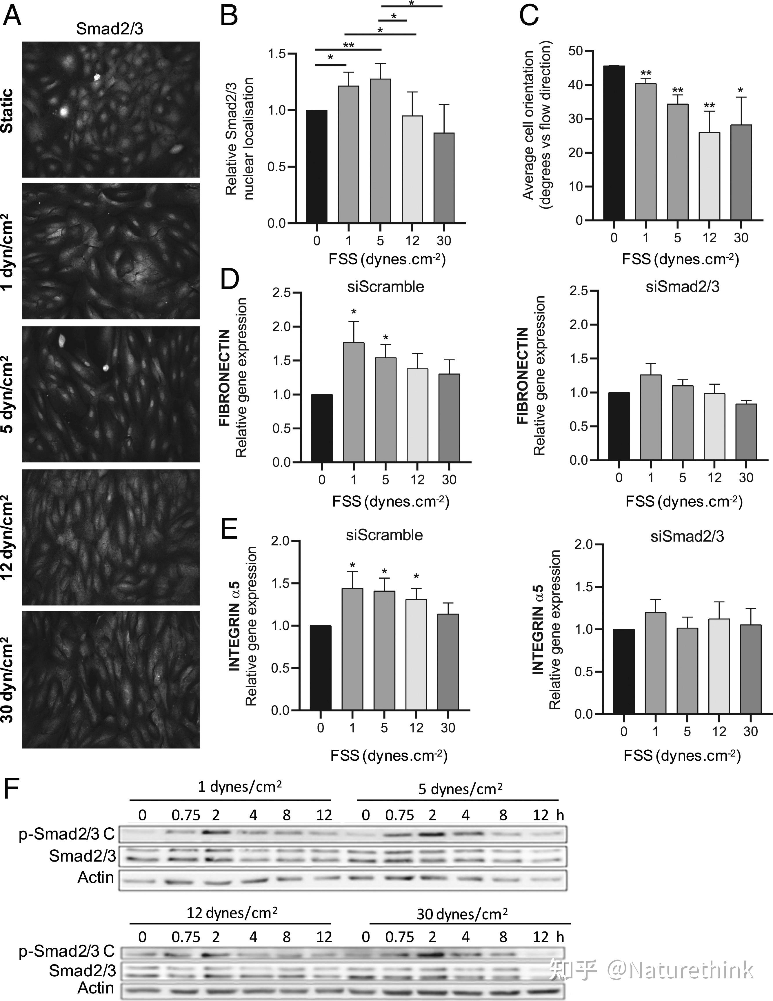 低流体剪切应力激活的Smad2/3信号通路介导动脉向内重塑 - 知乎