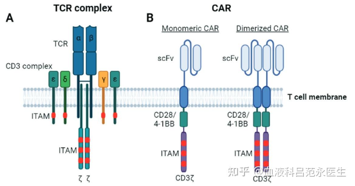 CAR-T与TCR-T细胞治疗的区别：谁更适合战胜癌症？ - 知乎