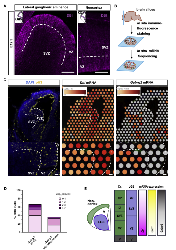 Neuron: GABA信号调控神经发生 - 知乎