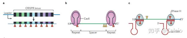 CRISPR-Cas9蛋白的结构与作用机制 - 知乎