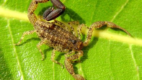 【文献翻译&补充】蝎子武器的生态学作用综述 - 知乎