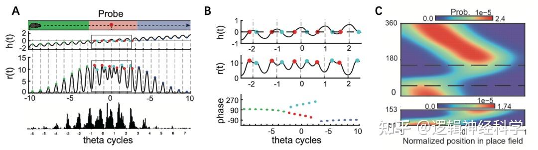 eLife︱北京大学吴思团队报道海马位置细胞形成theta sweeps和相位移动的神经机制 - 知乎