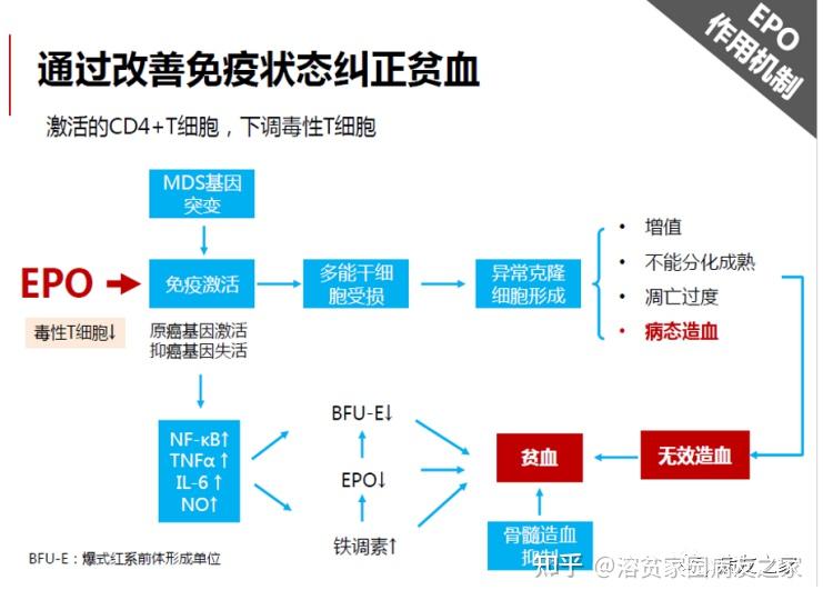 专家讲座 | 刘红教授：骨髓增生异常综合征（MDS）贫血的机制和治疗 - 知乎
