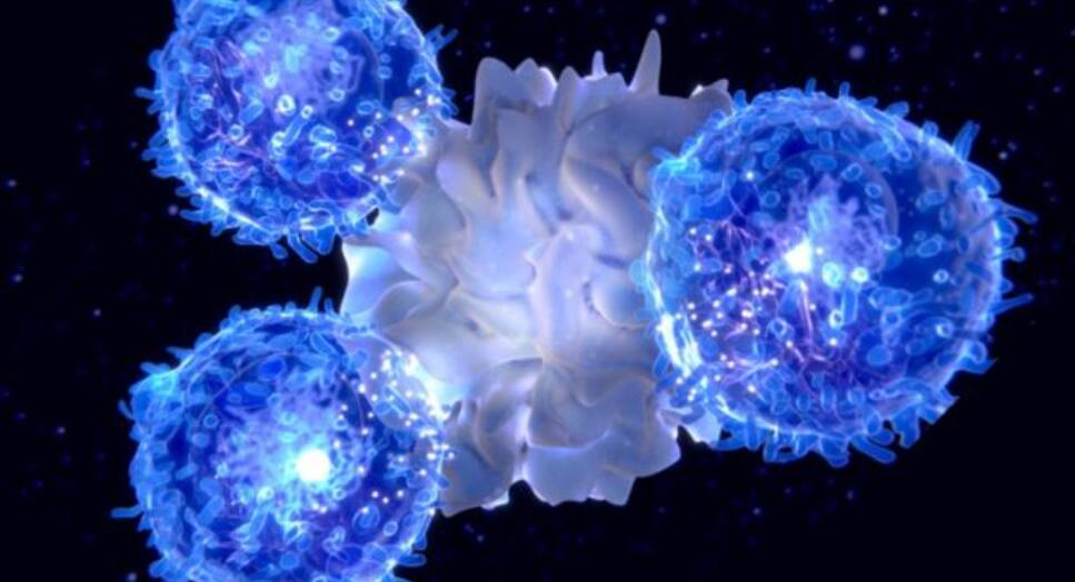 Mol Cancer | 南方医科大学开发基于γδT细胞的抗肿瘤免疫疗法 - 知乎