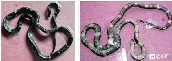 献给钟爱的Bungarus环蛇属（Krait) - 知乎