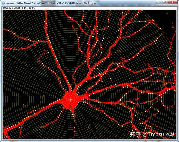 ImageJ实用技巧——Sholl Analysis（二）(插件篇) - 知乎