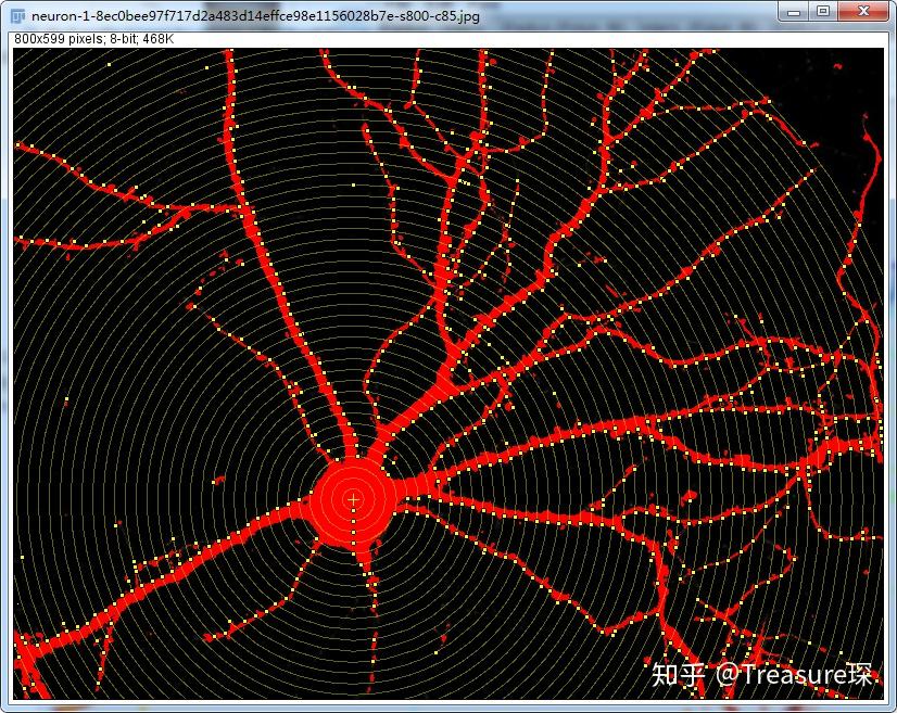 ImageJ实用技巧——Sholl Analysis（二）(插件篇) - 知乎