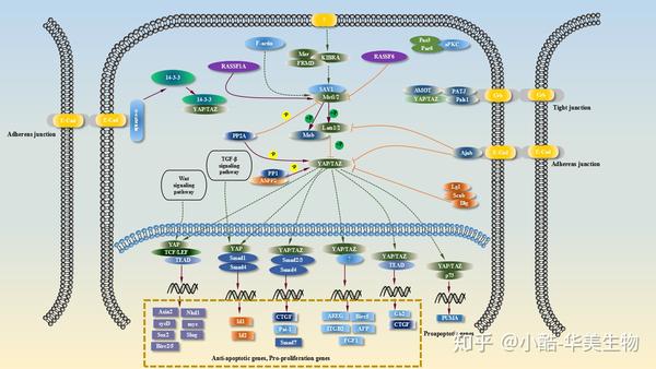 Hippo信号通路 - 知乎