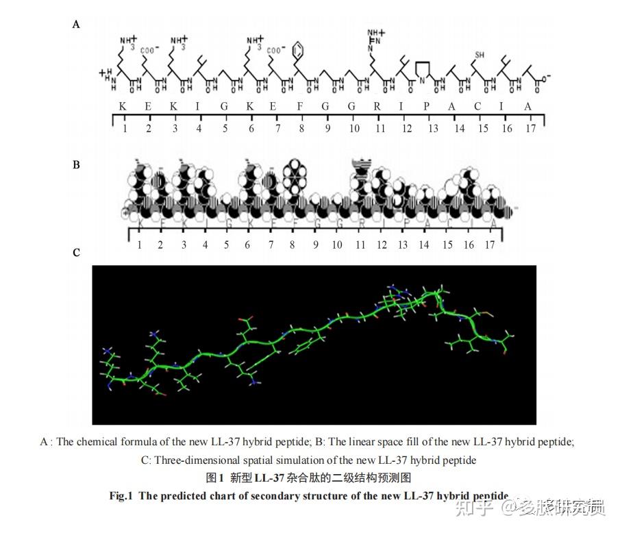 新型LL-37杂合肽对乳腺癌MCF-7细胞的抗肿瘤活性的研究 - 知乎