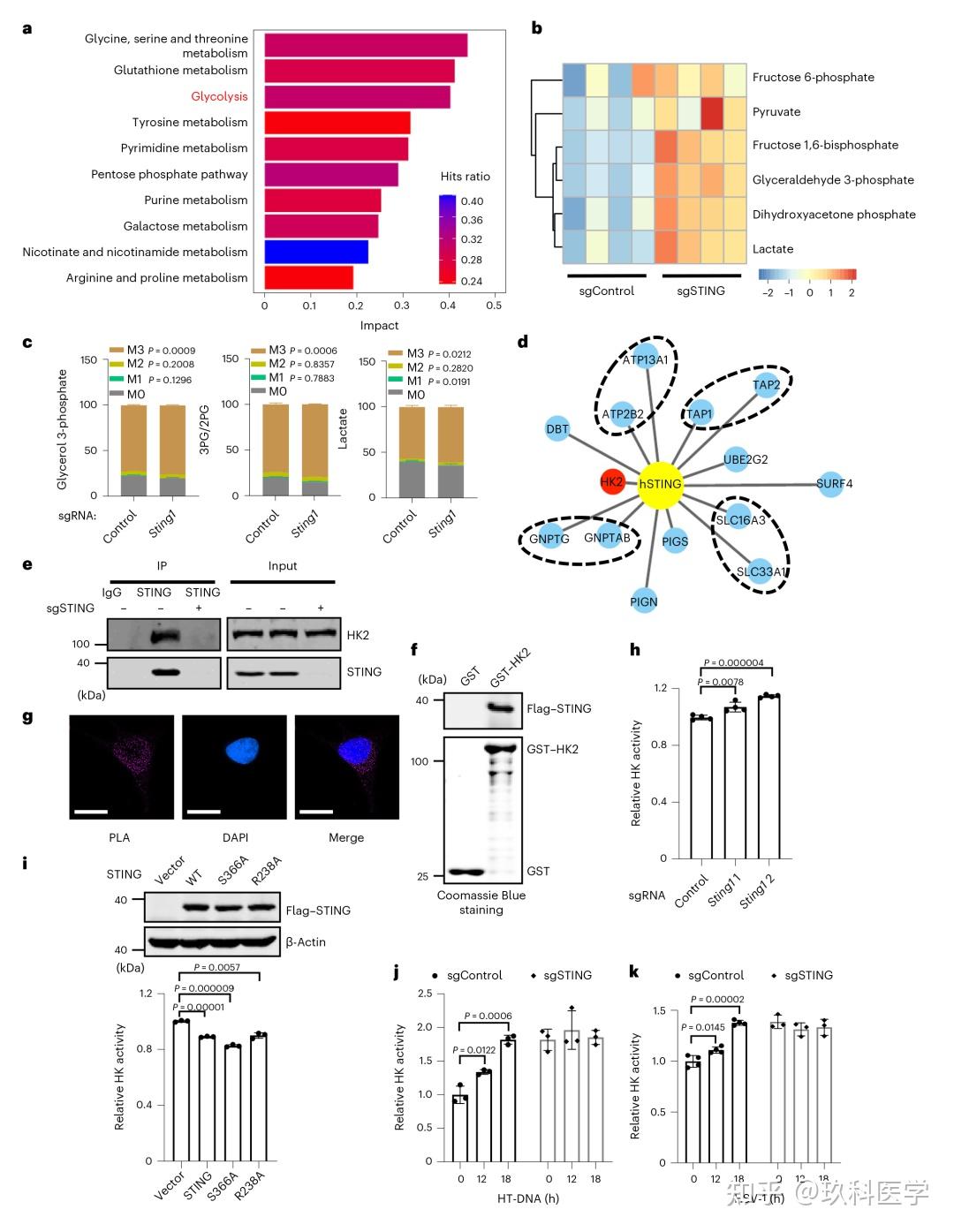 STING通路又登顶刊，看看21.3分的文章如何揭示STING的新功能 - 知乎